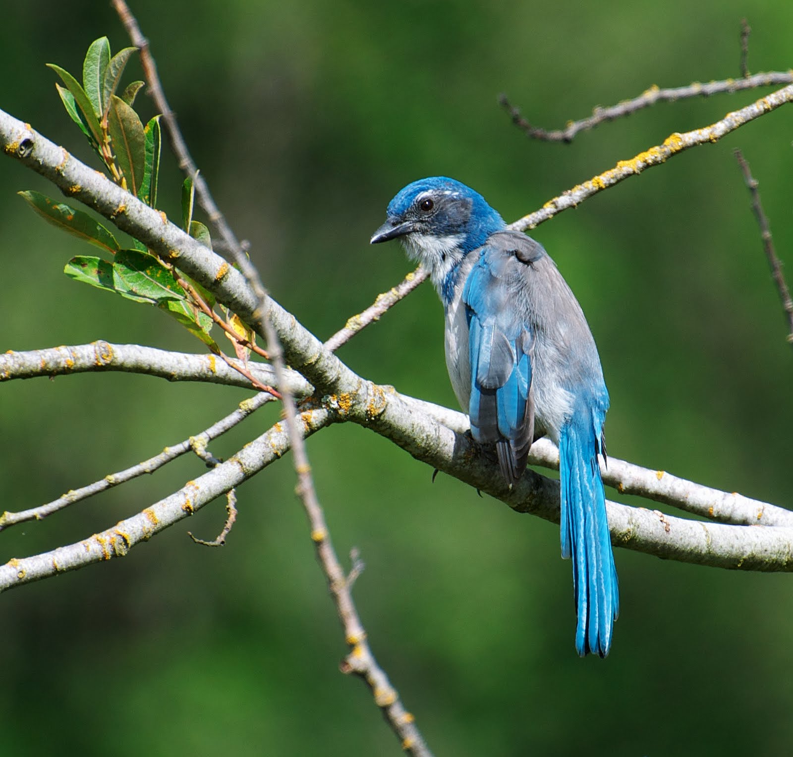 NW Bird Blog: Western Scrub Jay